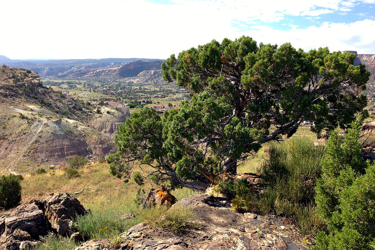 Juniper | Pollen Count for Grand Junction, Colorado